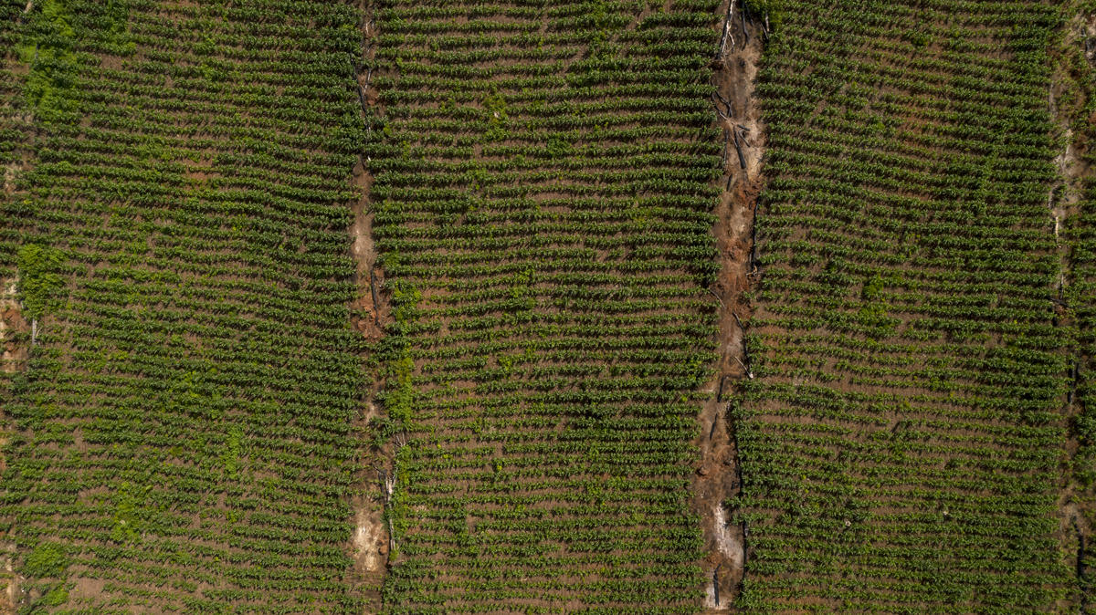 Turning harm into opportunity: Repurposing agricultural subsidies | WWF ...